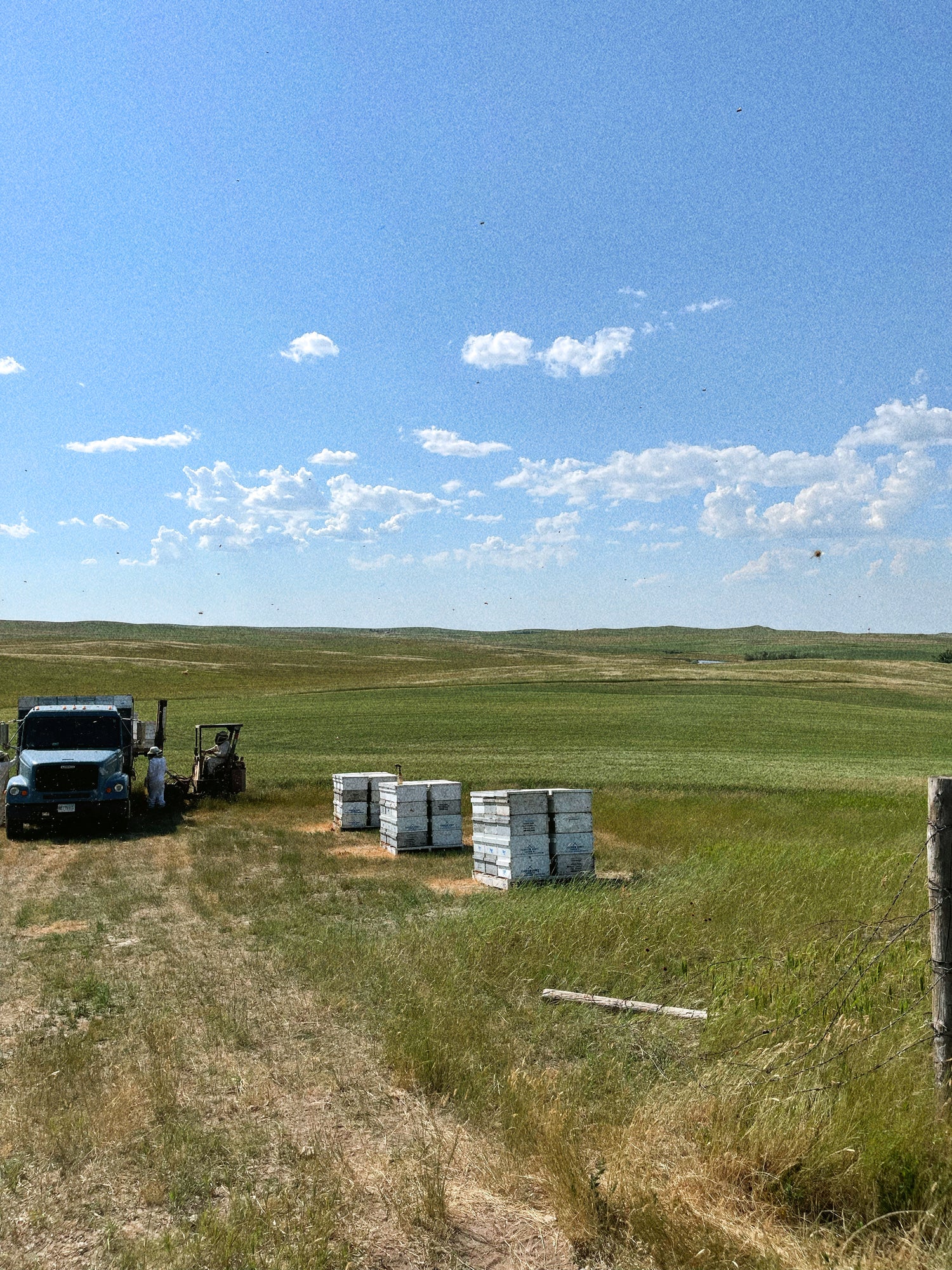 Beekeeper Direct Honey